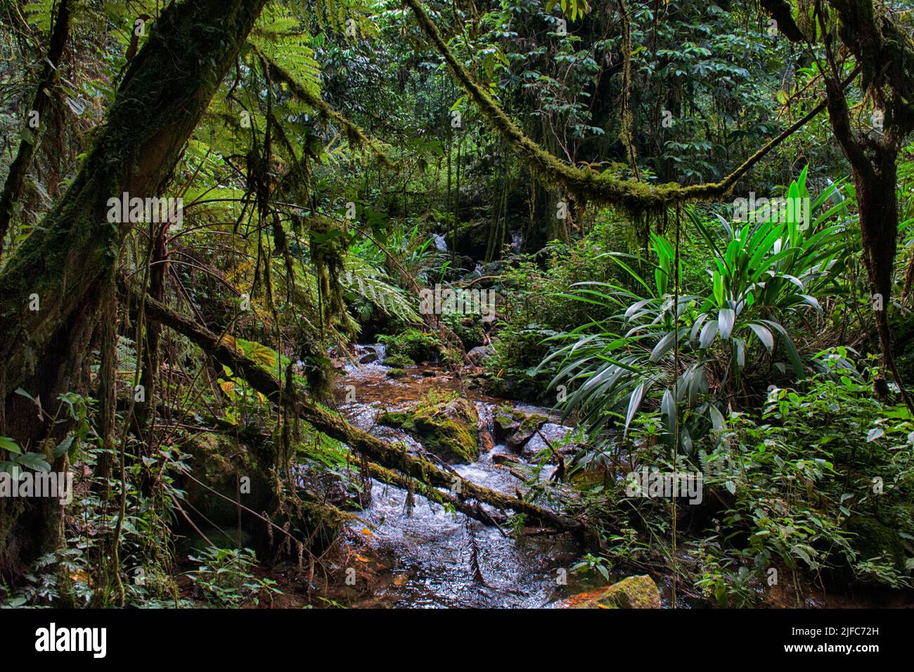 The rainforest and a small stream in Biwindi Impenetrable National Park ...