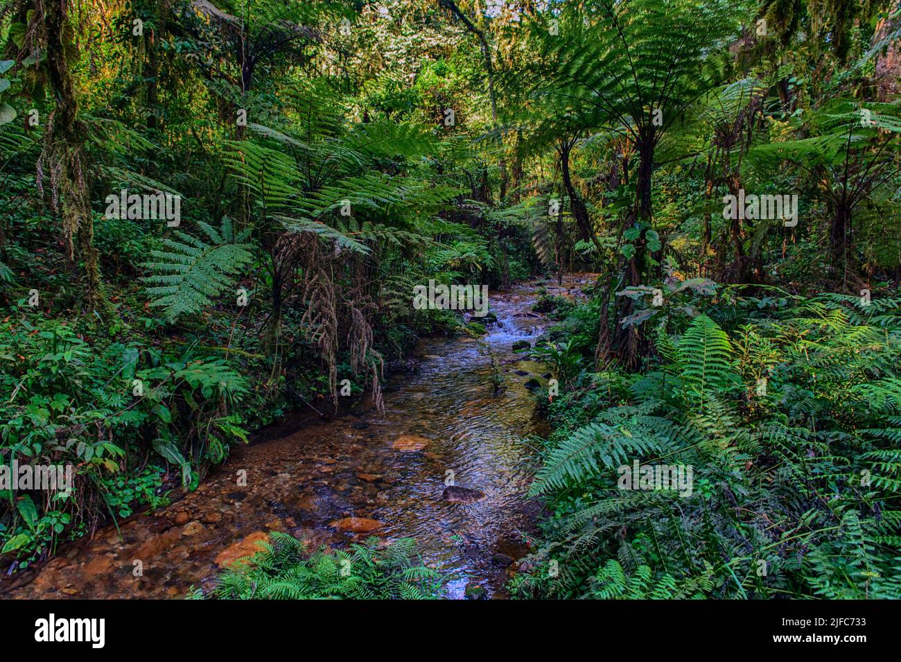 The rainforest and a small stream in Biwindi Impenetrable National Park ...