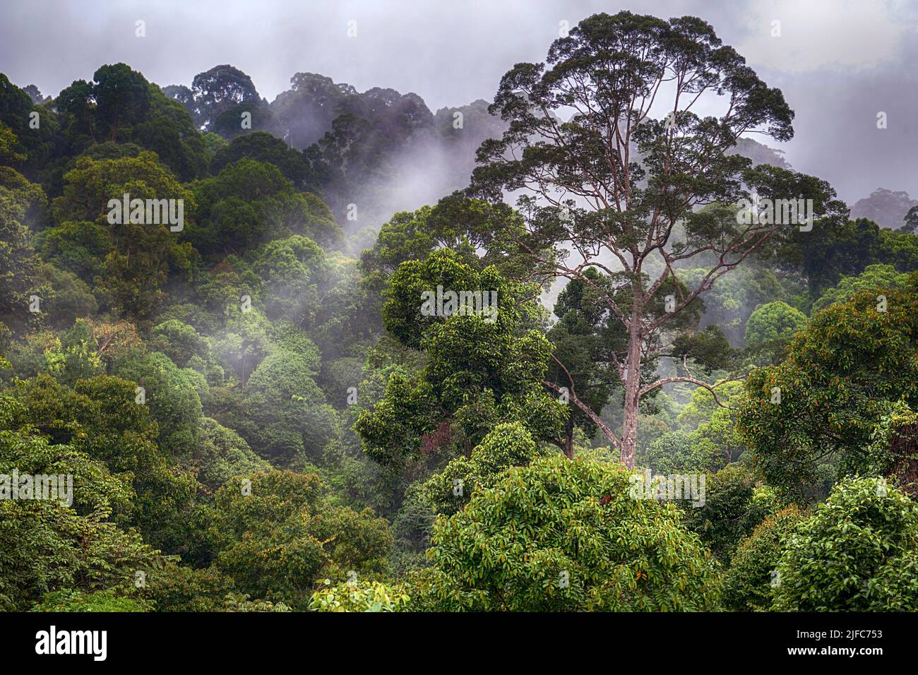 Pristine tropical rainforest at deramakot Forest Reserve, Sabah, Borneo ...