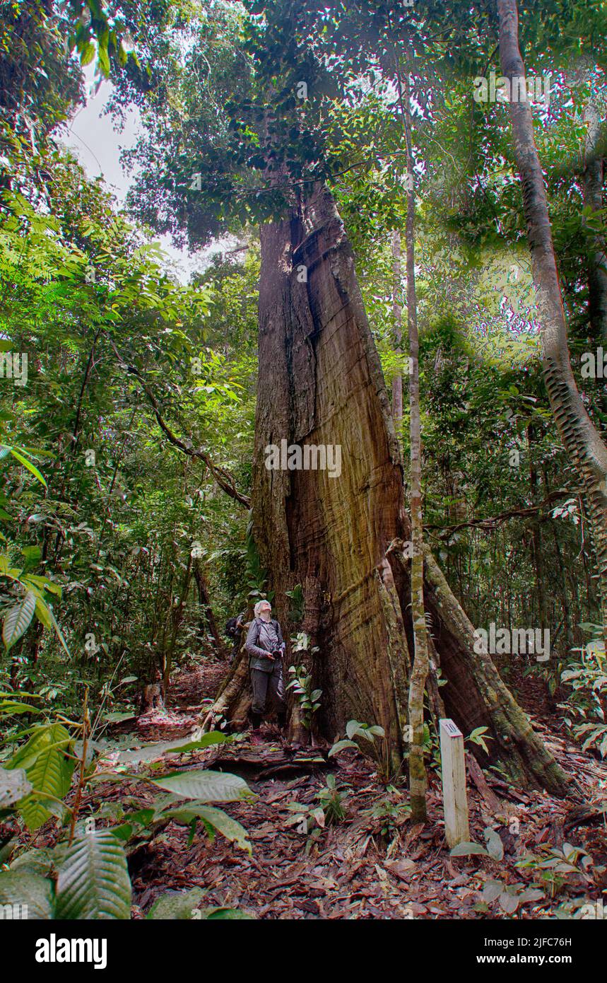 Giant tree in the rainforest of Deramakot, Sabah, Borneo (Malaysia ...