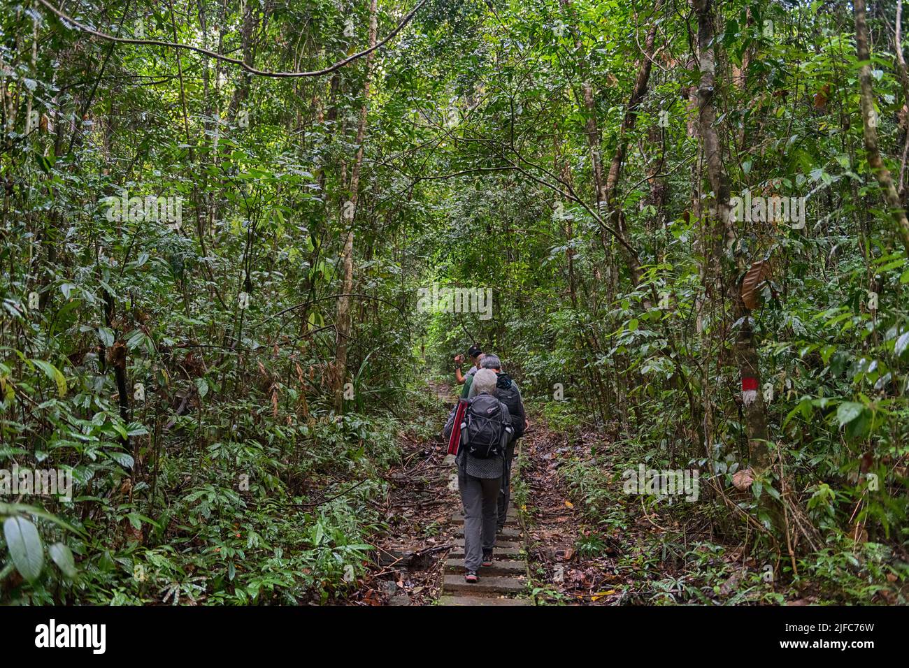 People walking a track in the rainforest of Gundung Gading National ...