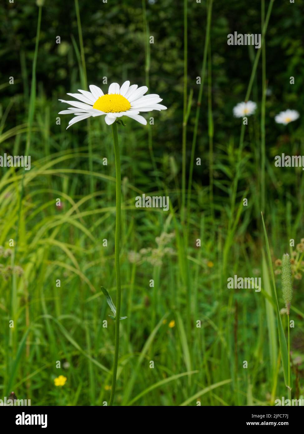 Daisy growing in a pasture. Quebec,Canada Stock Photo - Alamy