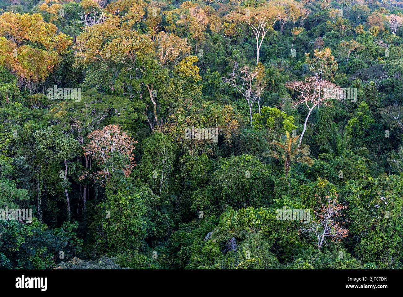 The magnificent canopy of the Amazon rainforest in Mato Grosso, Brazil ...
