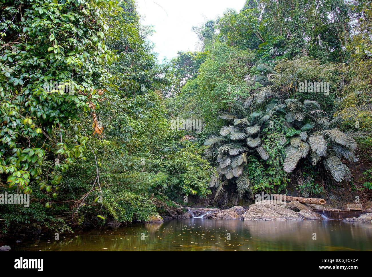 The tropical rainforest next to a small lake in of Tabin, Sabah, Borneo ...