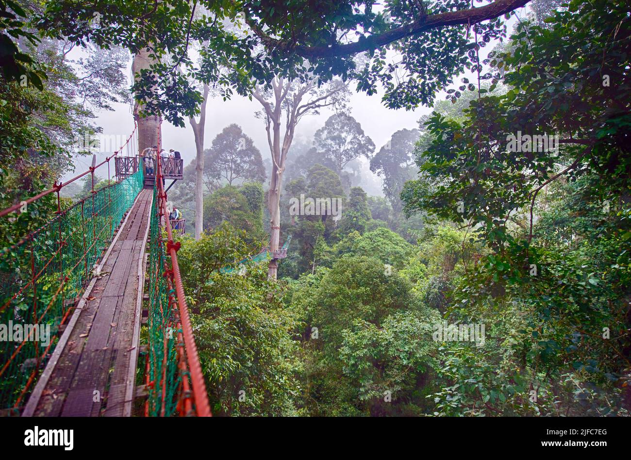 The canopy walkway in the dipterocarp rainforest of Danum Valley, Sabah ...