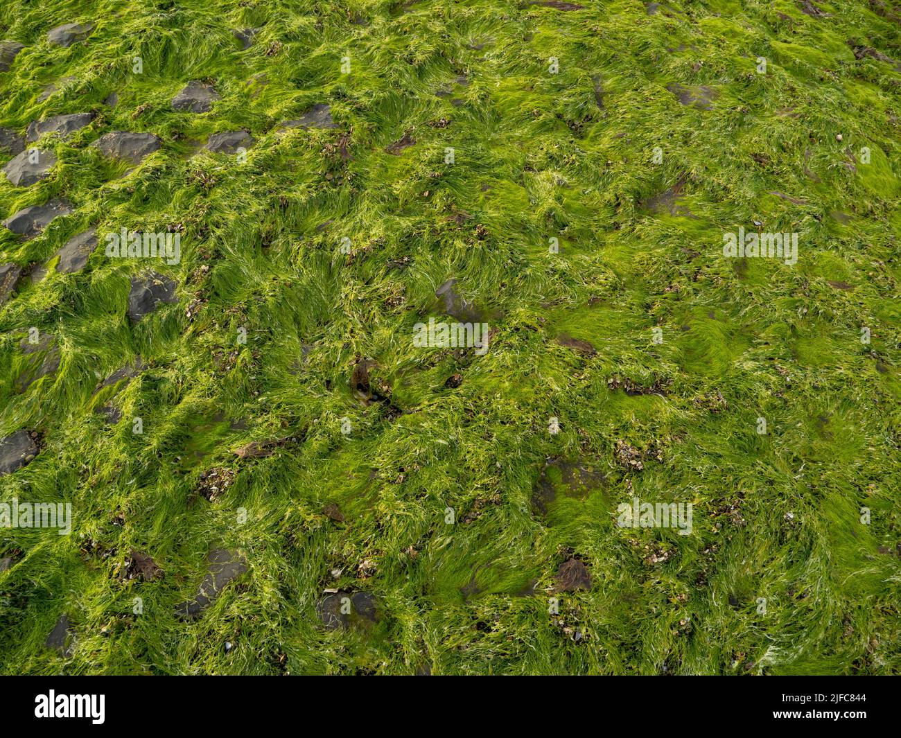 Coastal stones in green algae. Background Stock Photo - Alamy