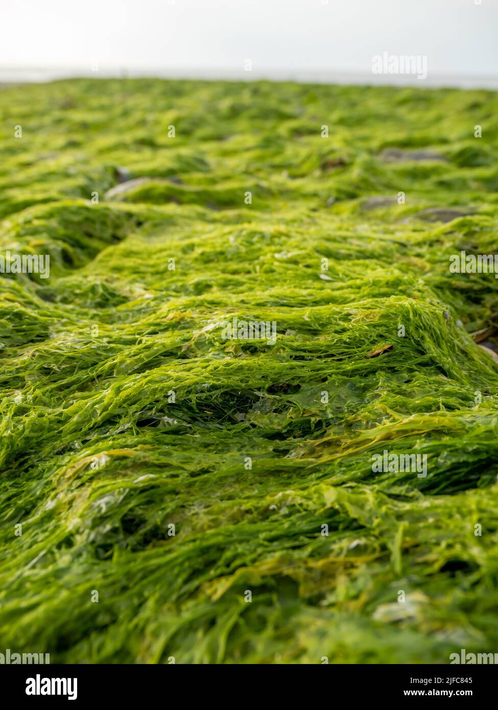 Coastal stones in green algae. Background Stock Photo - Alamy