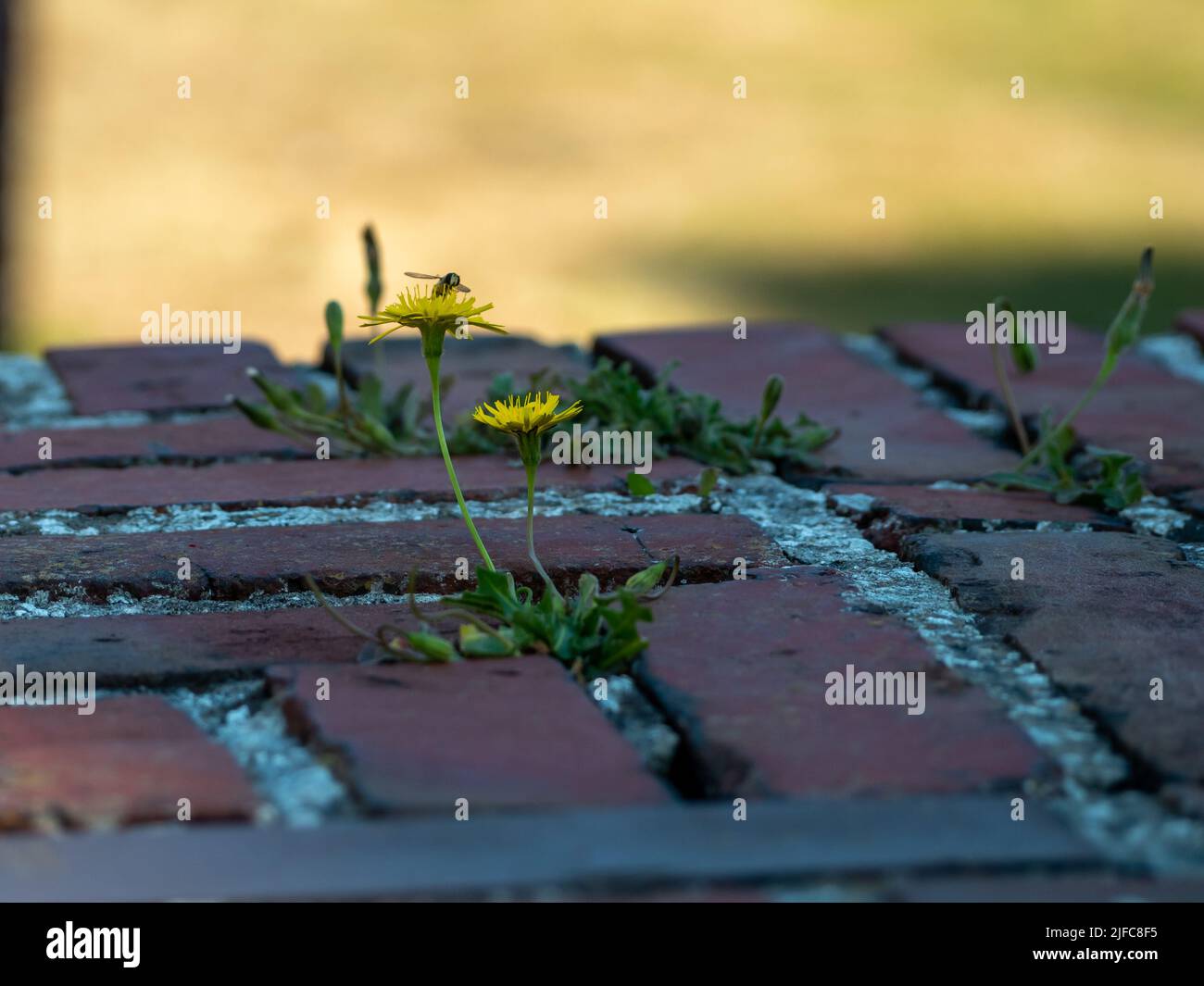 The flower sprouted through the bricks. The concept of the power of ...