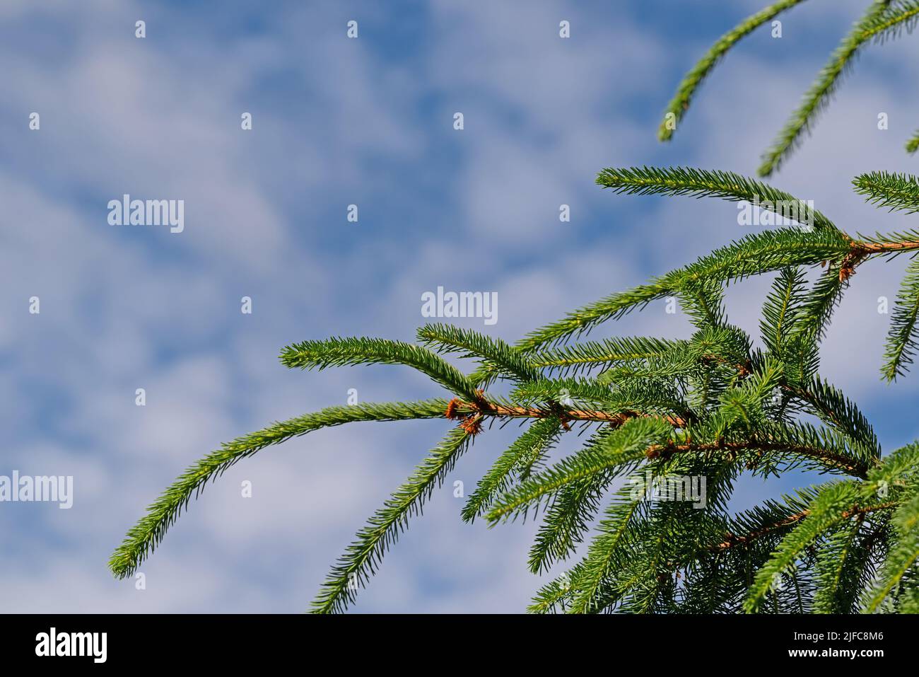 Norway spruce picea abies branches hi-res stock photography and images - Alamy