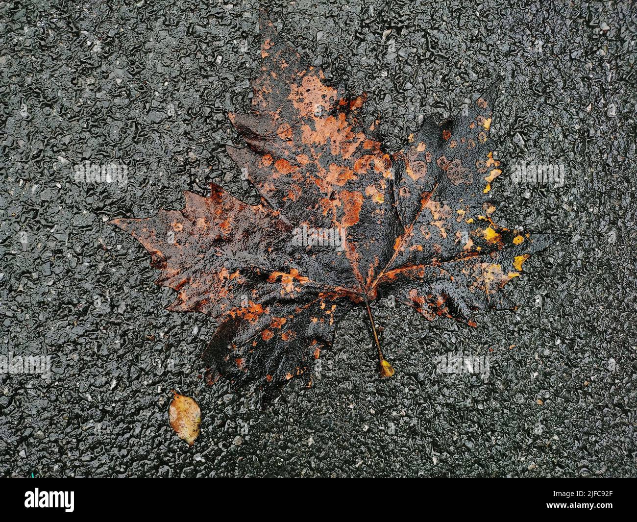 A top view of an orange maple on the wet asphalt covered with wet earth ...