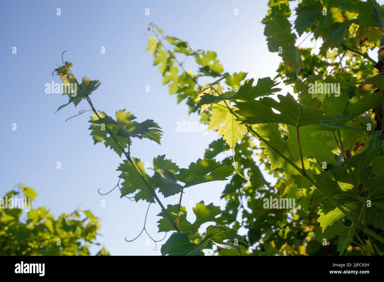 Spring green vine leaves against blue sky background Stock Photo - Alamy