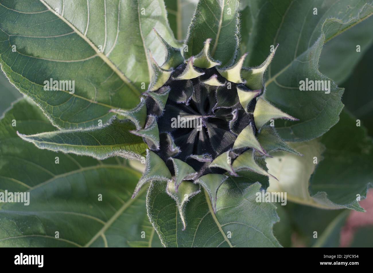 Green sunflower bud detail hi-res stock photography and images - Alamy