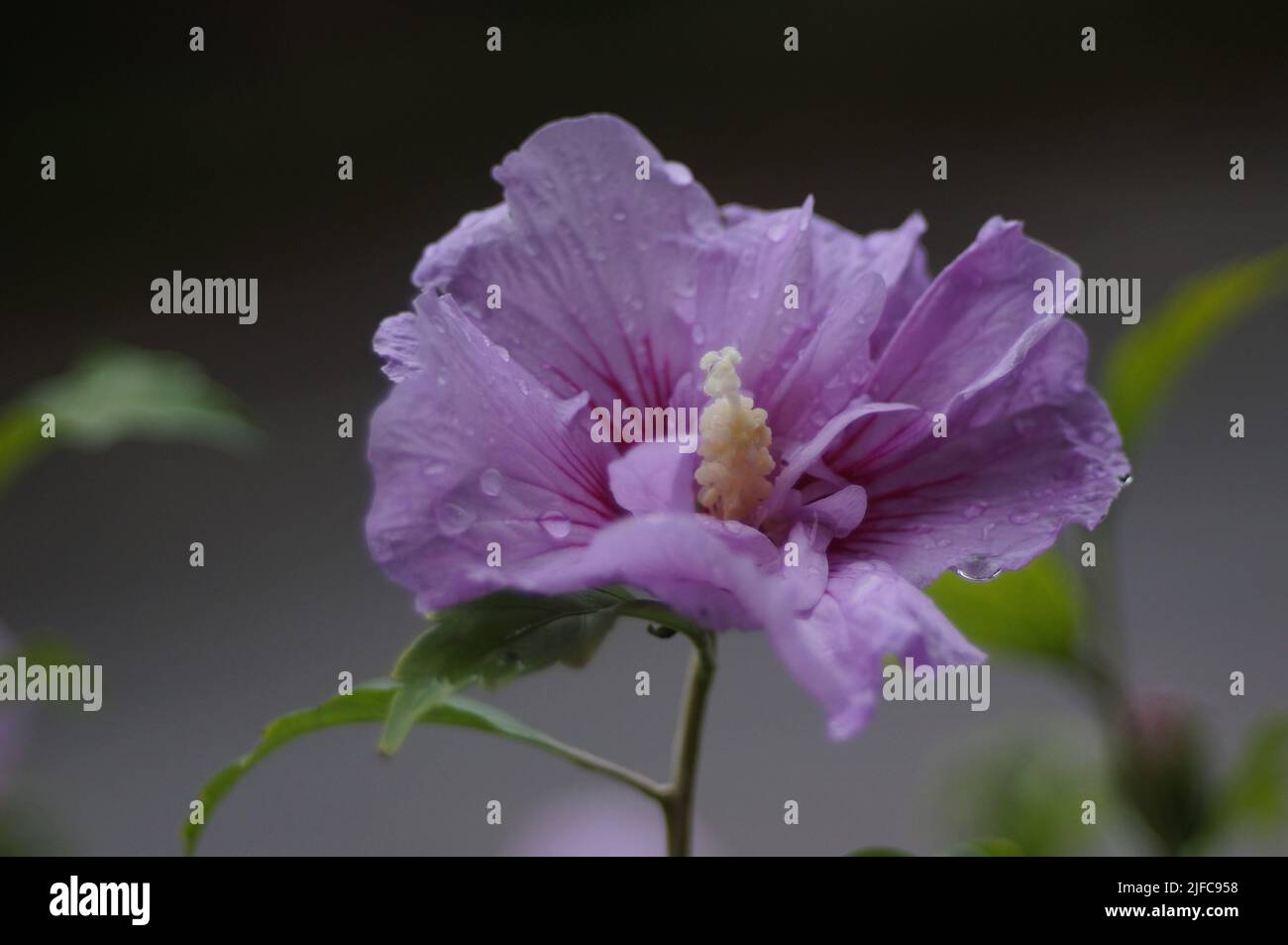 Purple hibiscus flower hi-res stock photography and images - Alamy