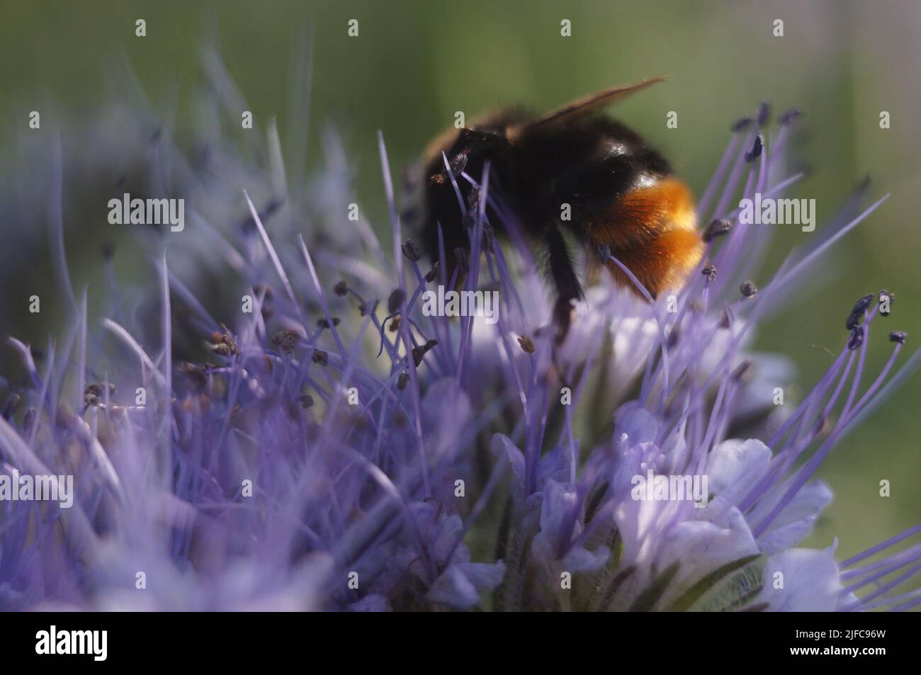 Bee on thistle beautiful hi-res stock photography and images - Alamy