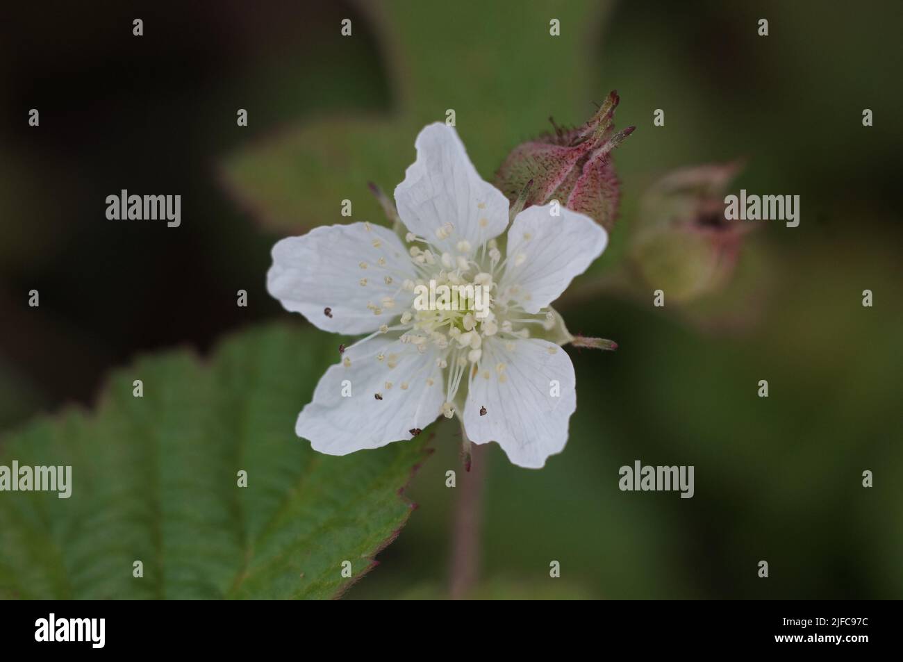 Raspberry plant detail hi-res stock photography and images - Alamy