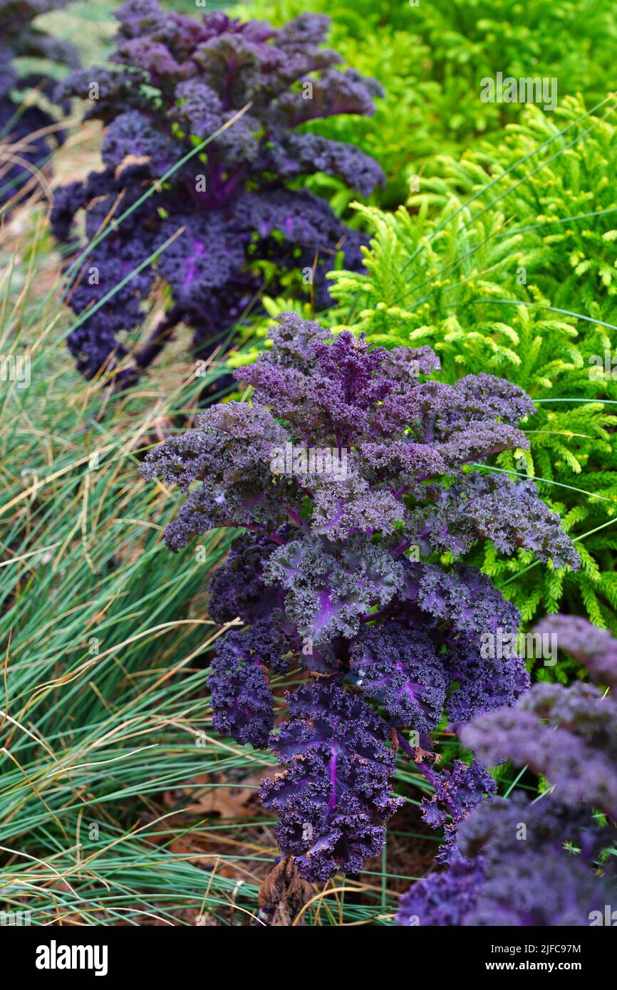 Ornamental kale growing in hi-res stock photography and images - Alamy
