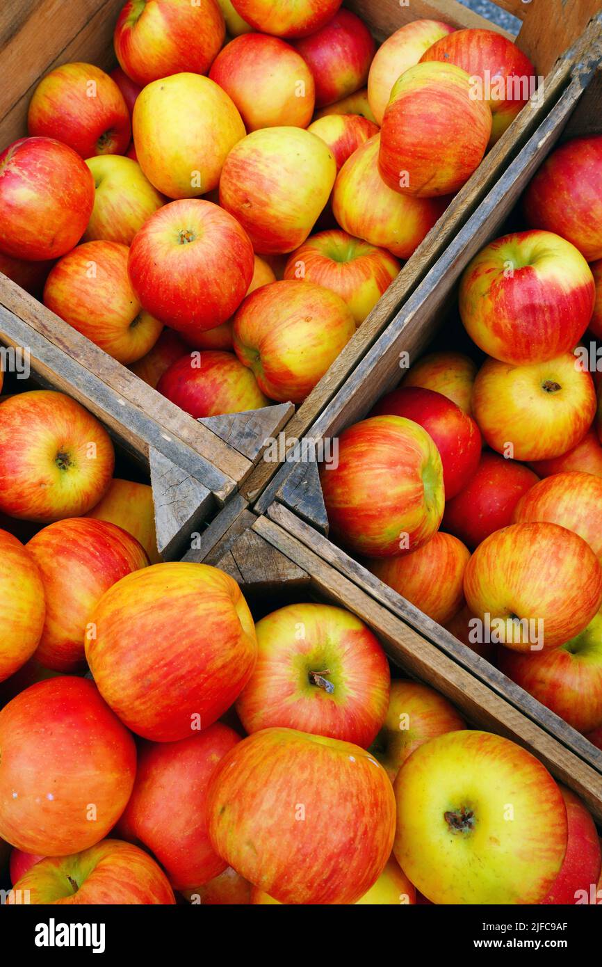 Organic apples in crates at a farmers market Stock Photo - Alamy