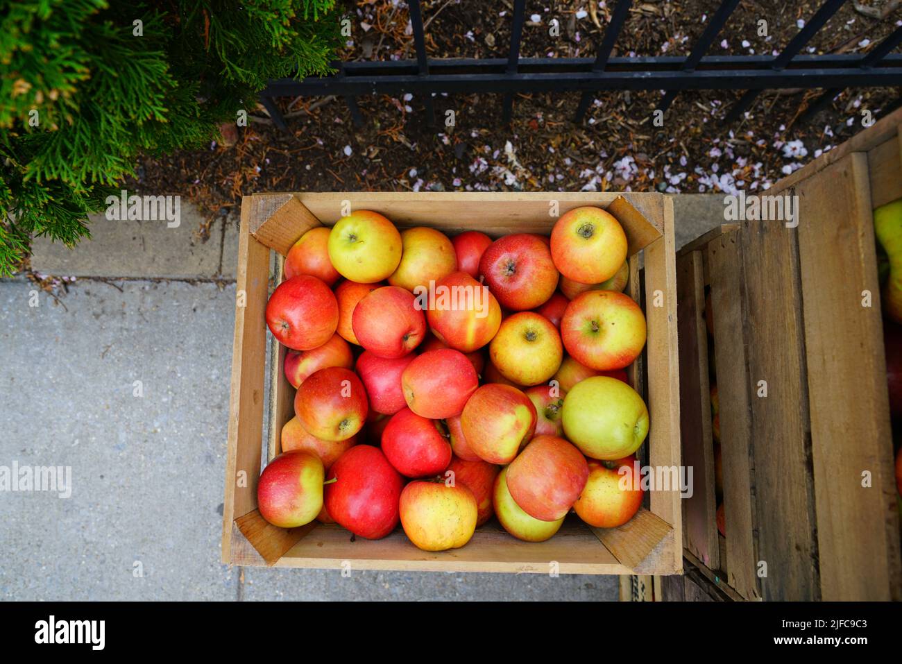 Organic apples in crates at a farmers market Stock Photo - Alamy