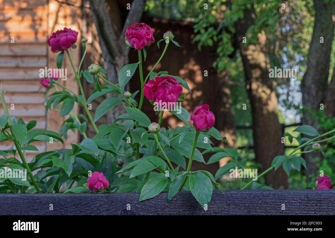 Red peonies near a wooden rural house. Peonies at the beginning of ...