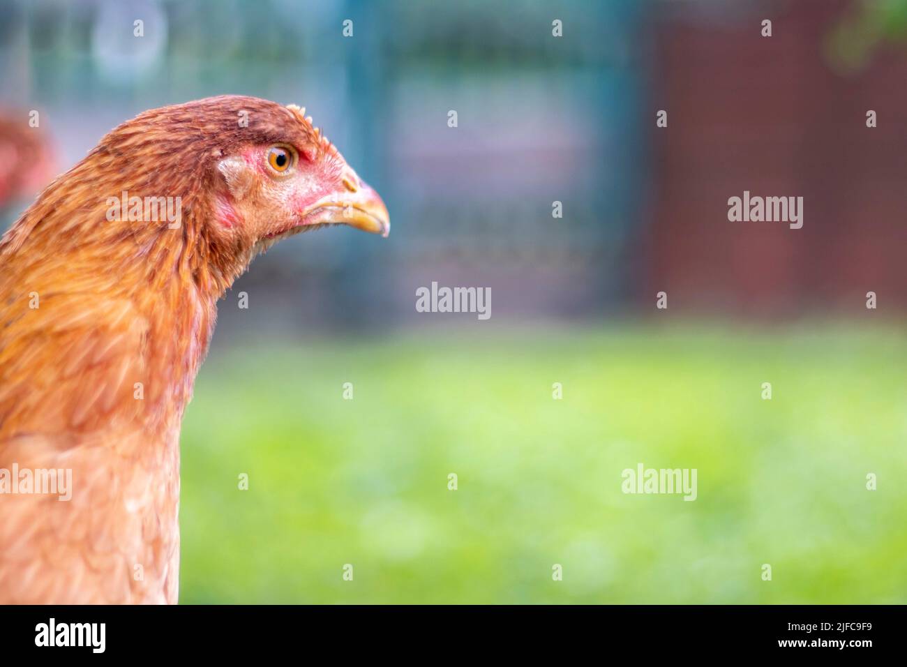 One little red chicken in the yard is looking for food to eat ...