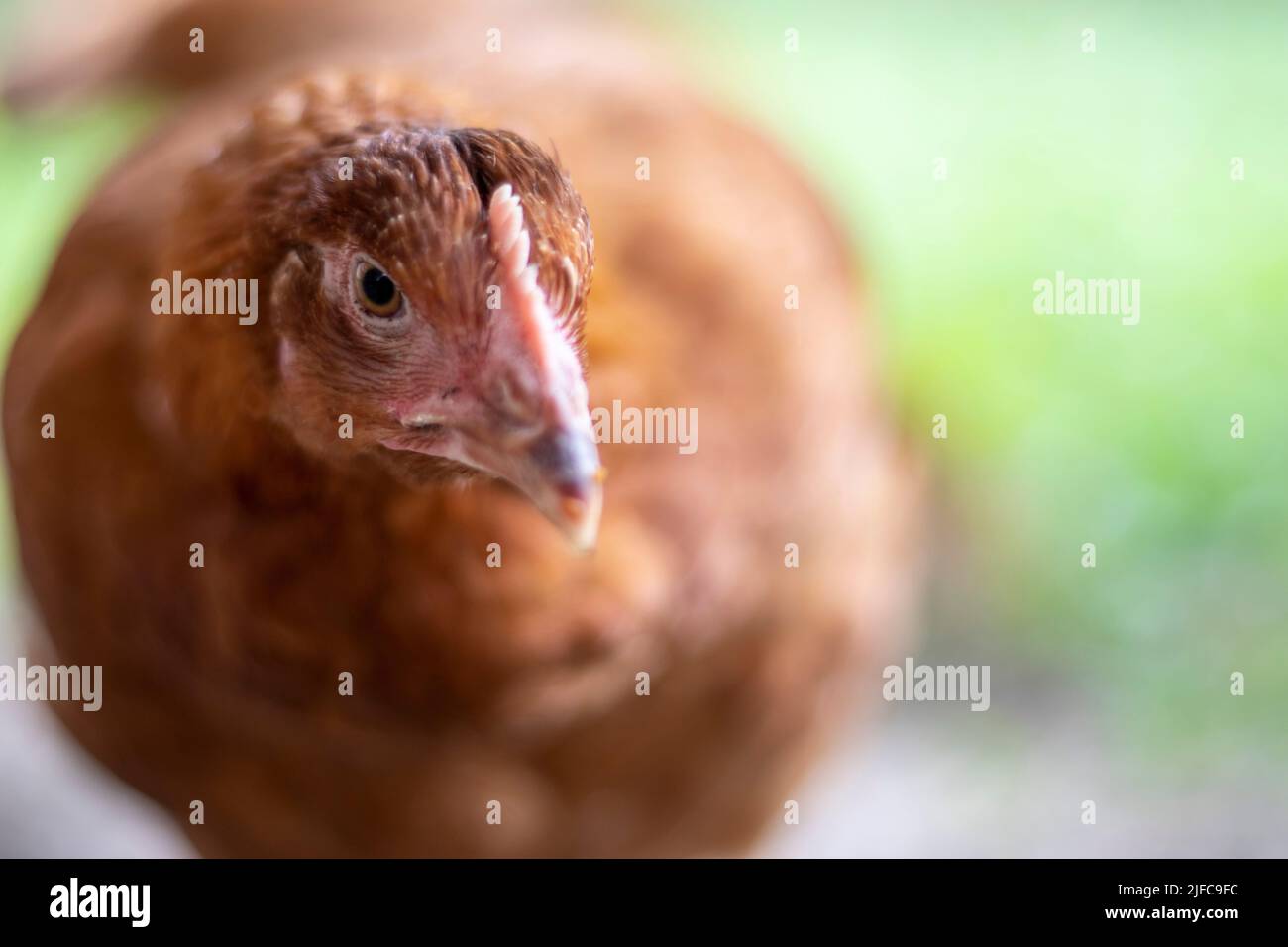 One little red chicken in the yard is looking for food to eat ...