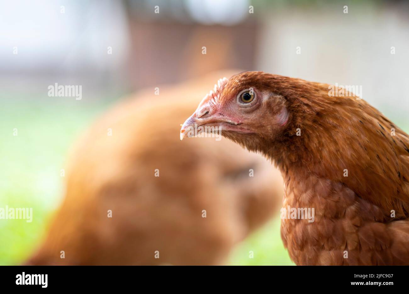 One little red chicken in the yard is looking for food to eat ...