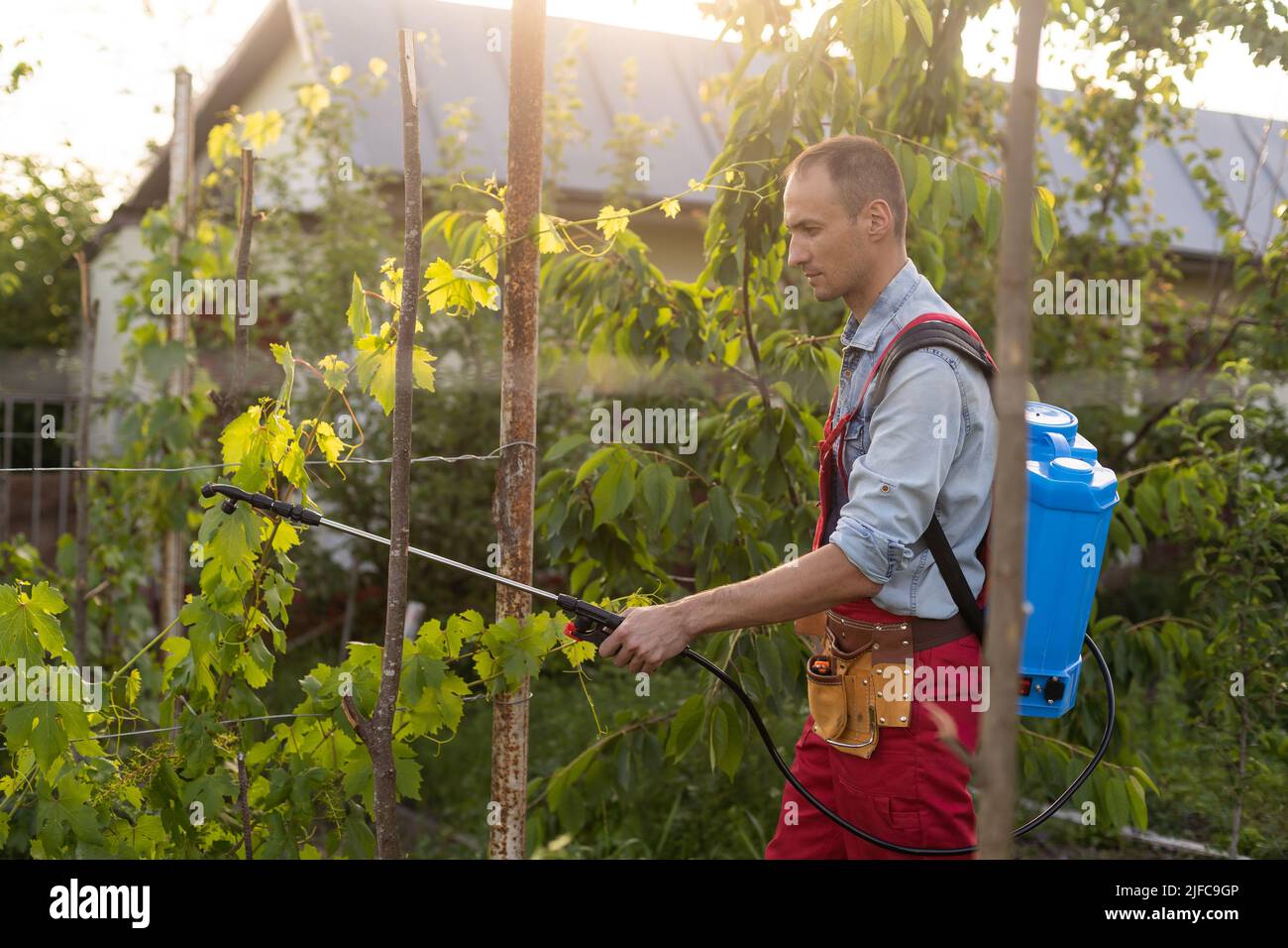 Man spraying a vineyard. Man spraying chemicals on grapes in vineyard ...