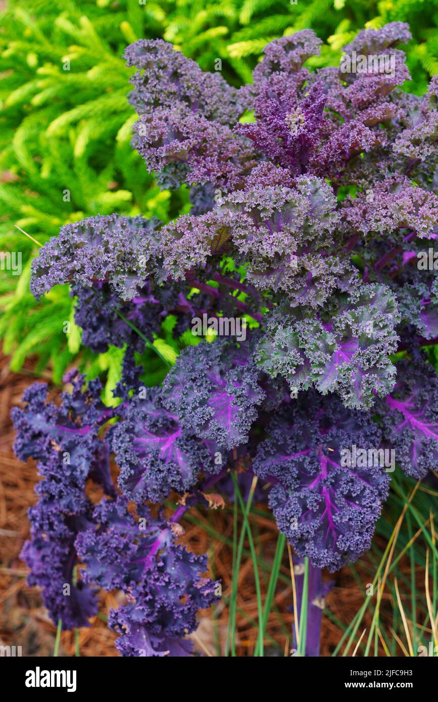 Purple kale growing in the vegetable garden Stock Photo - Alamy