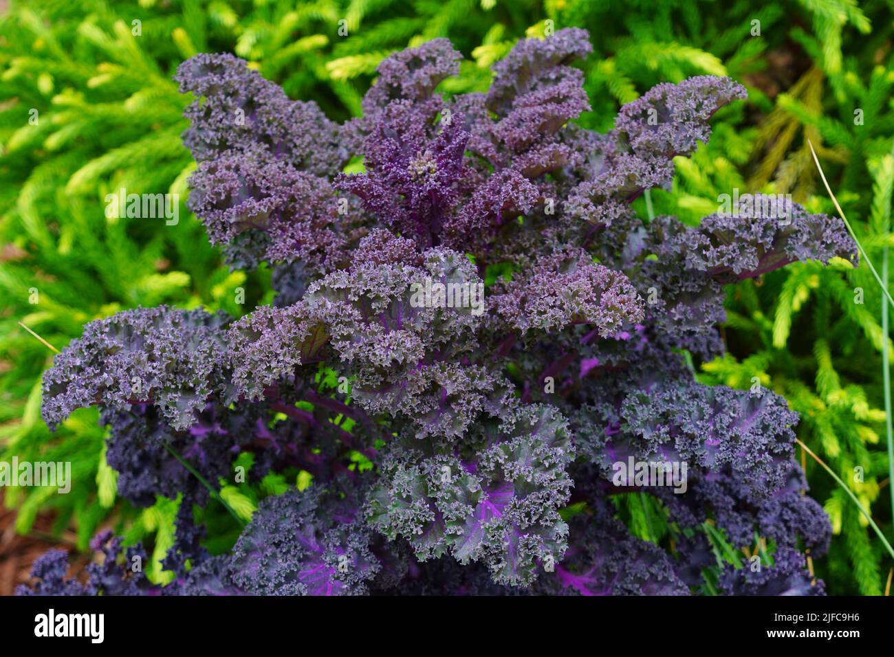 Purple kale growing in the vegetable garden Stock Photo - Alamy