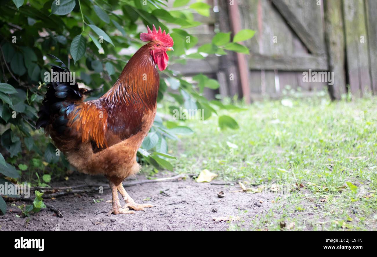 A large rooster with a red tuft in the village. Young Red Cockerel ...