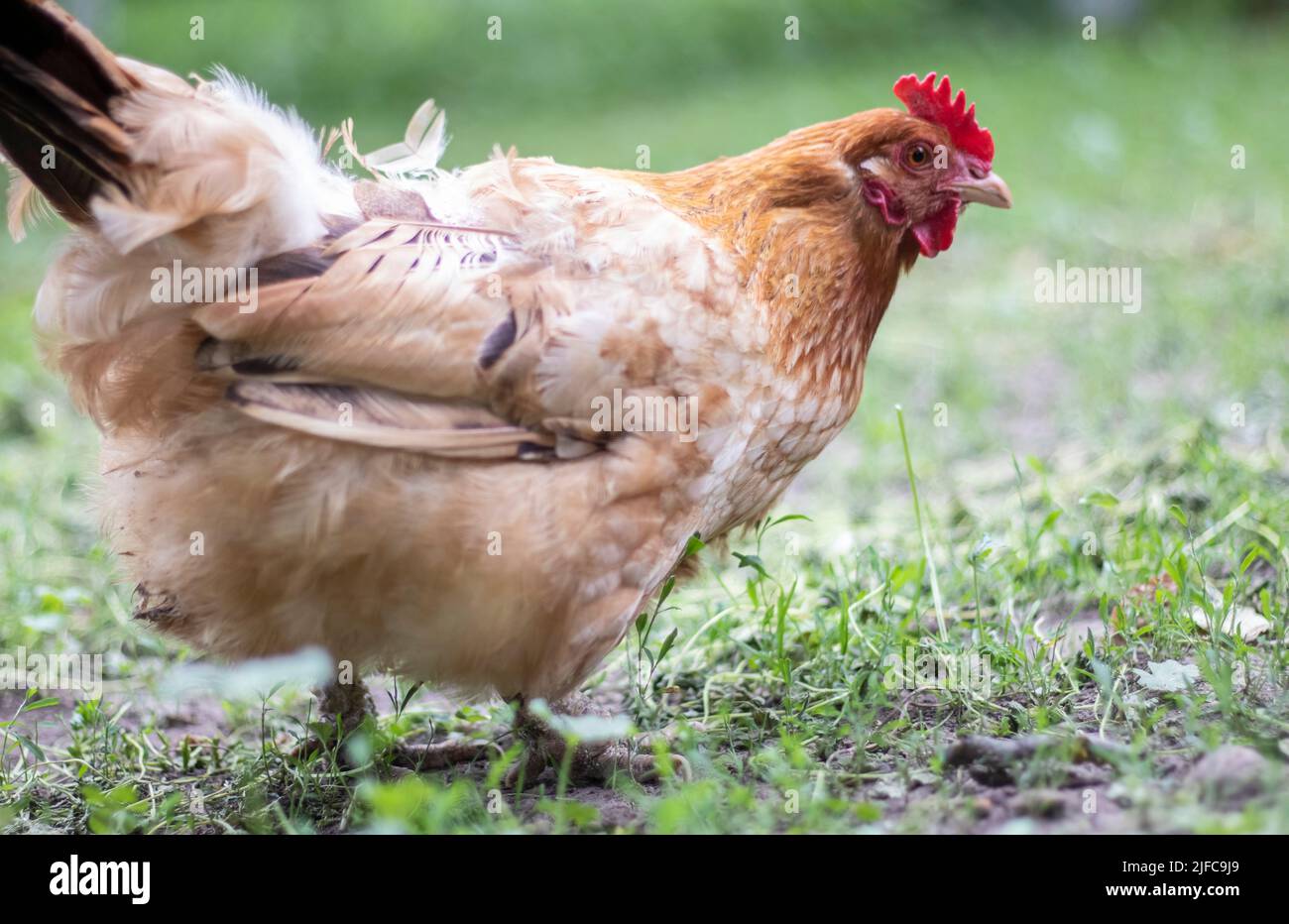 One little red chicken in the yard is looking for food to eat ...