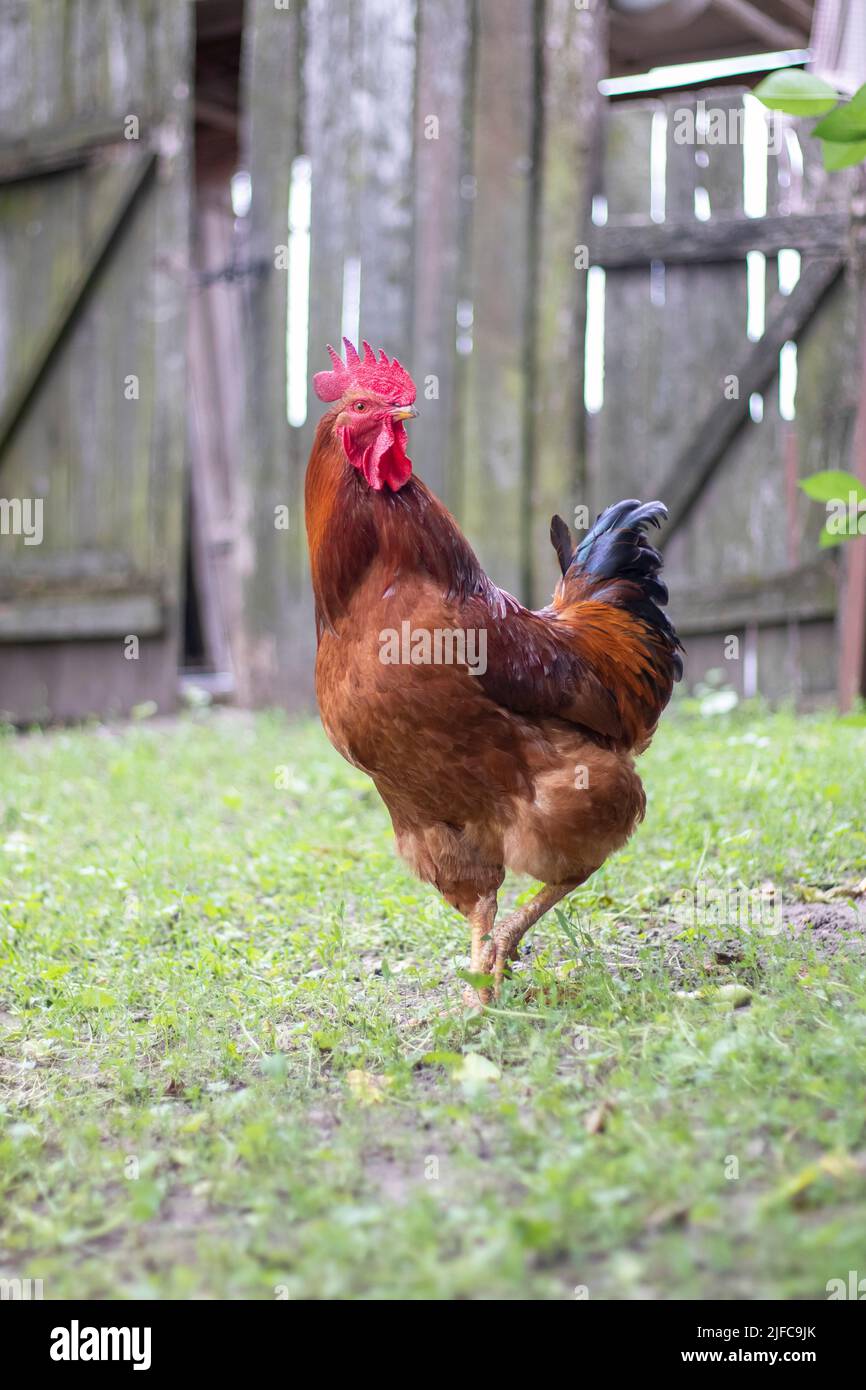 A large rooster with a red tuft in the village. Young Red Cockerel ...