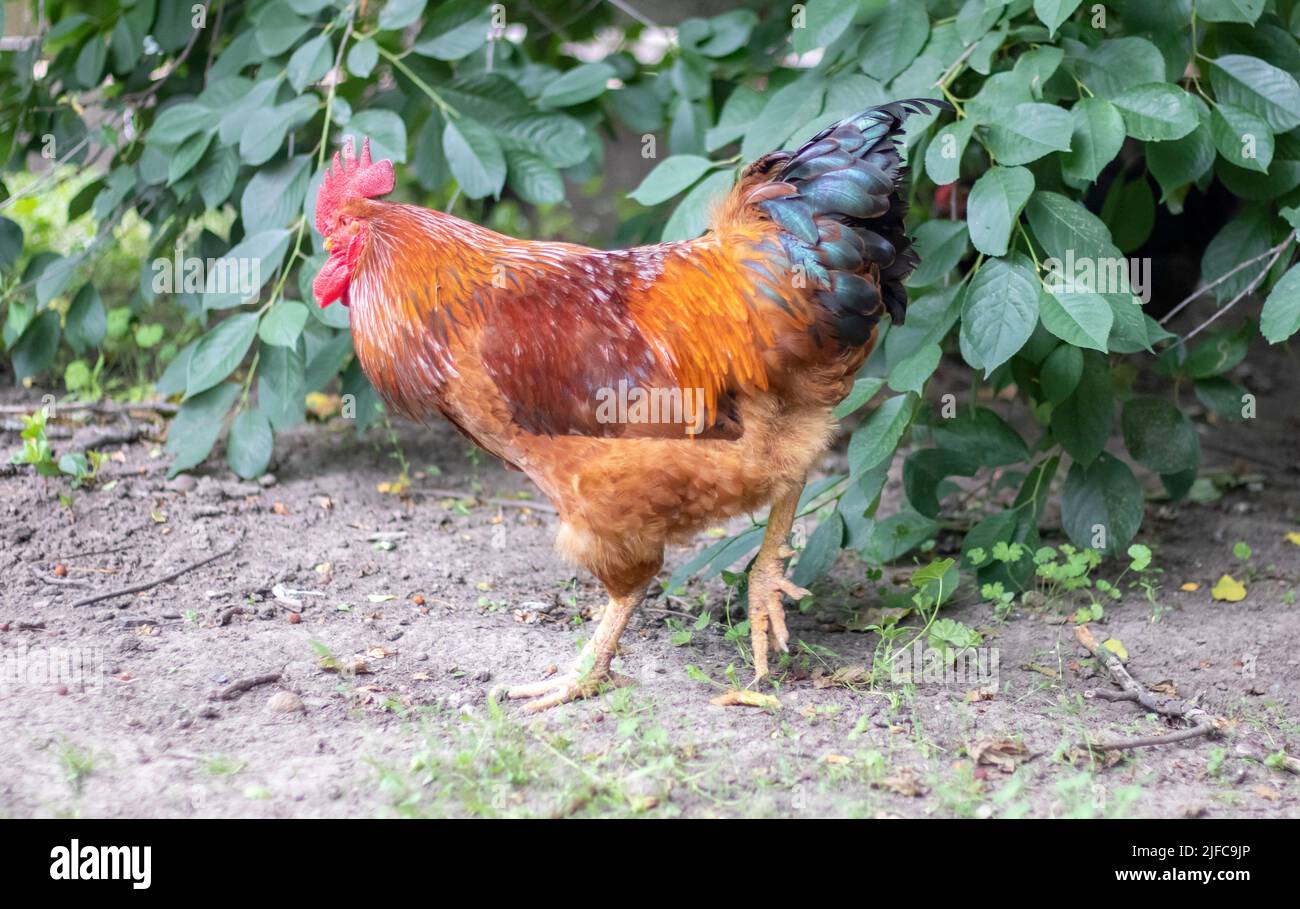 A large rooster with a red tuft in the village. Young Red Cockerel ...