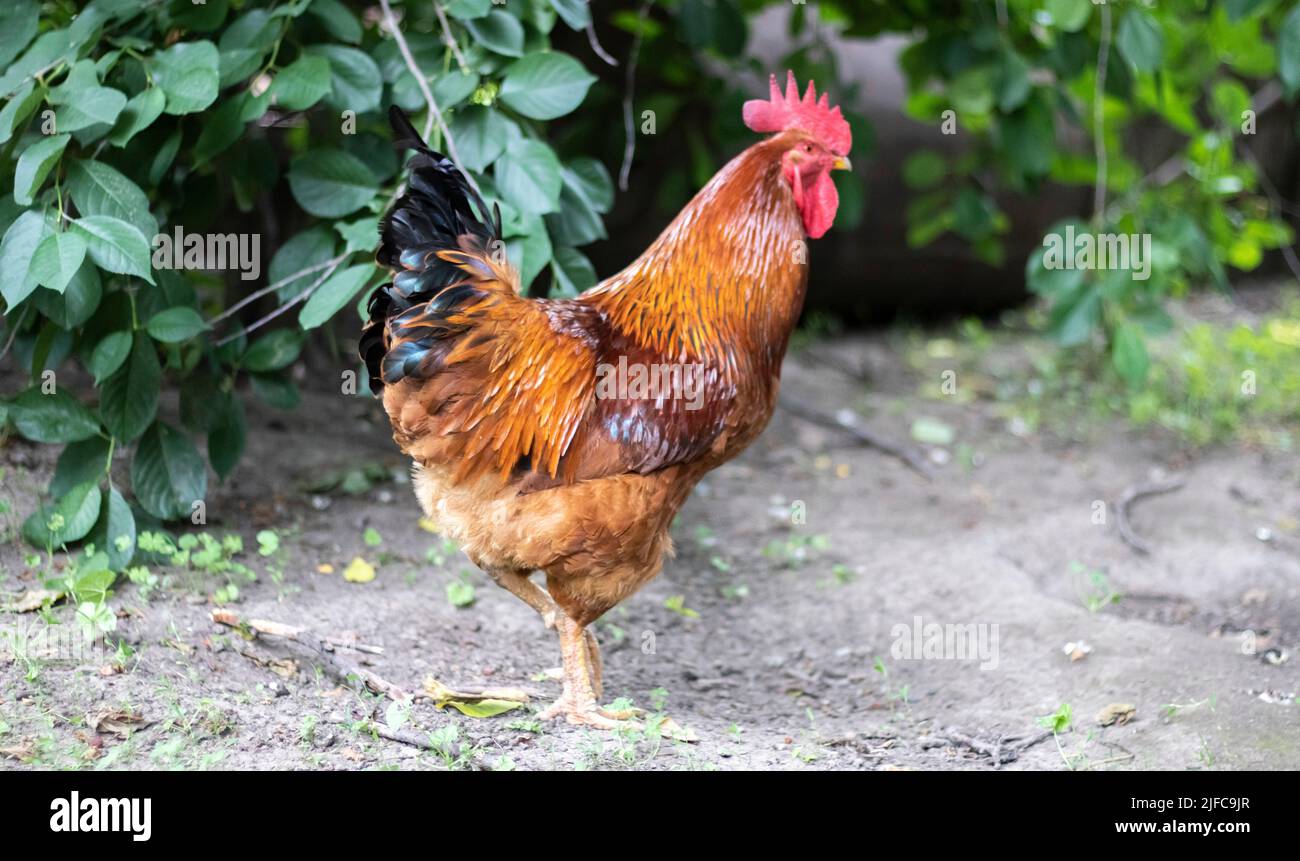 A large rooster with a red tuft in the village. Young Red Cockerel ...