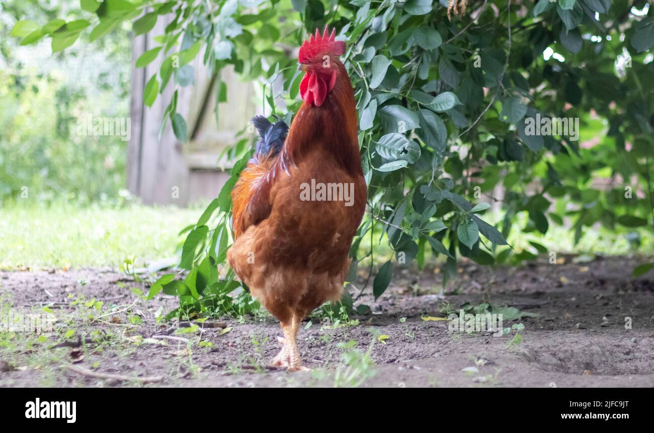 A large rooster with a red tuft in the village. Young Red Cockerel ...