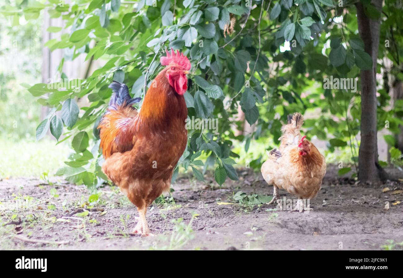 A large rooster with a red tuft in the village. Young Red Cockerel ...