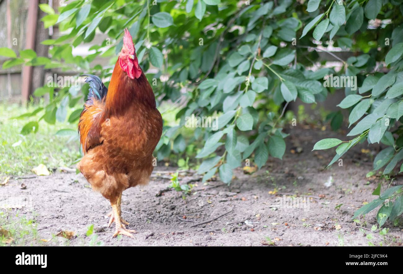 A large rooster with a red tuft in the village. Young Red Cockerel ...