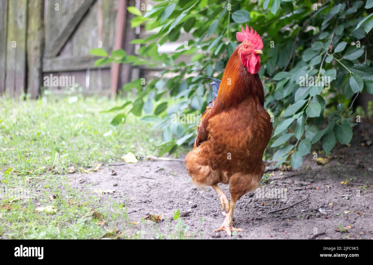 A large rooster with a red tuft in the village. Young Red Cockerel ...
