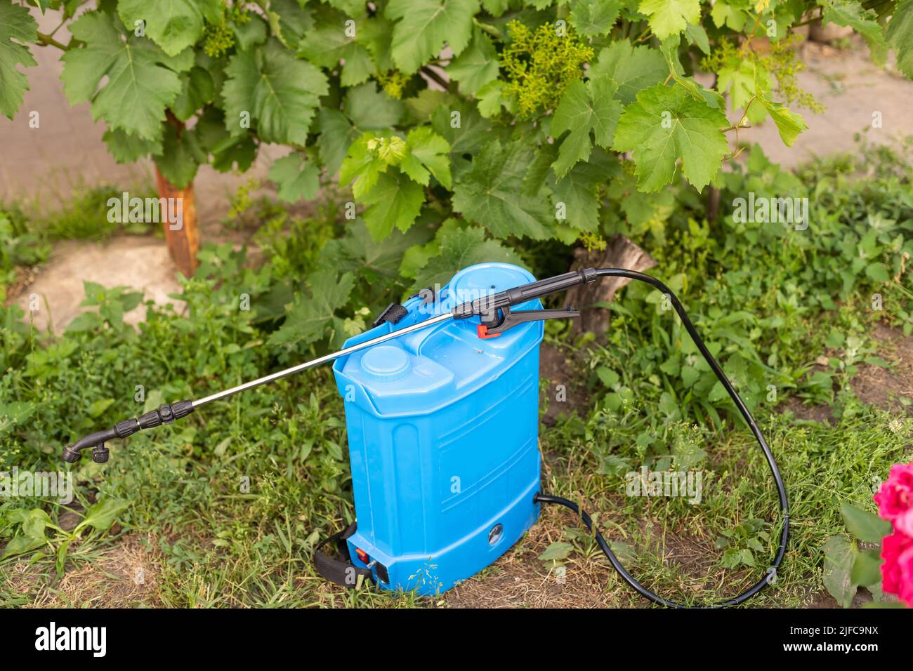 backpack for spraying roses. Protection and care of plants, from insect ...