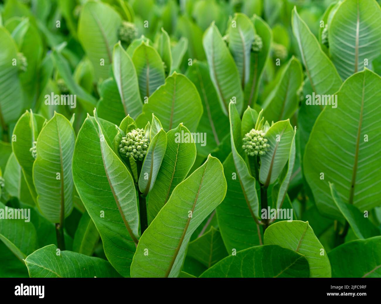 Asclepias syriaca or milkweed, butterfly flower, silkweed, silky ...