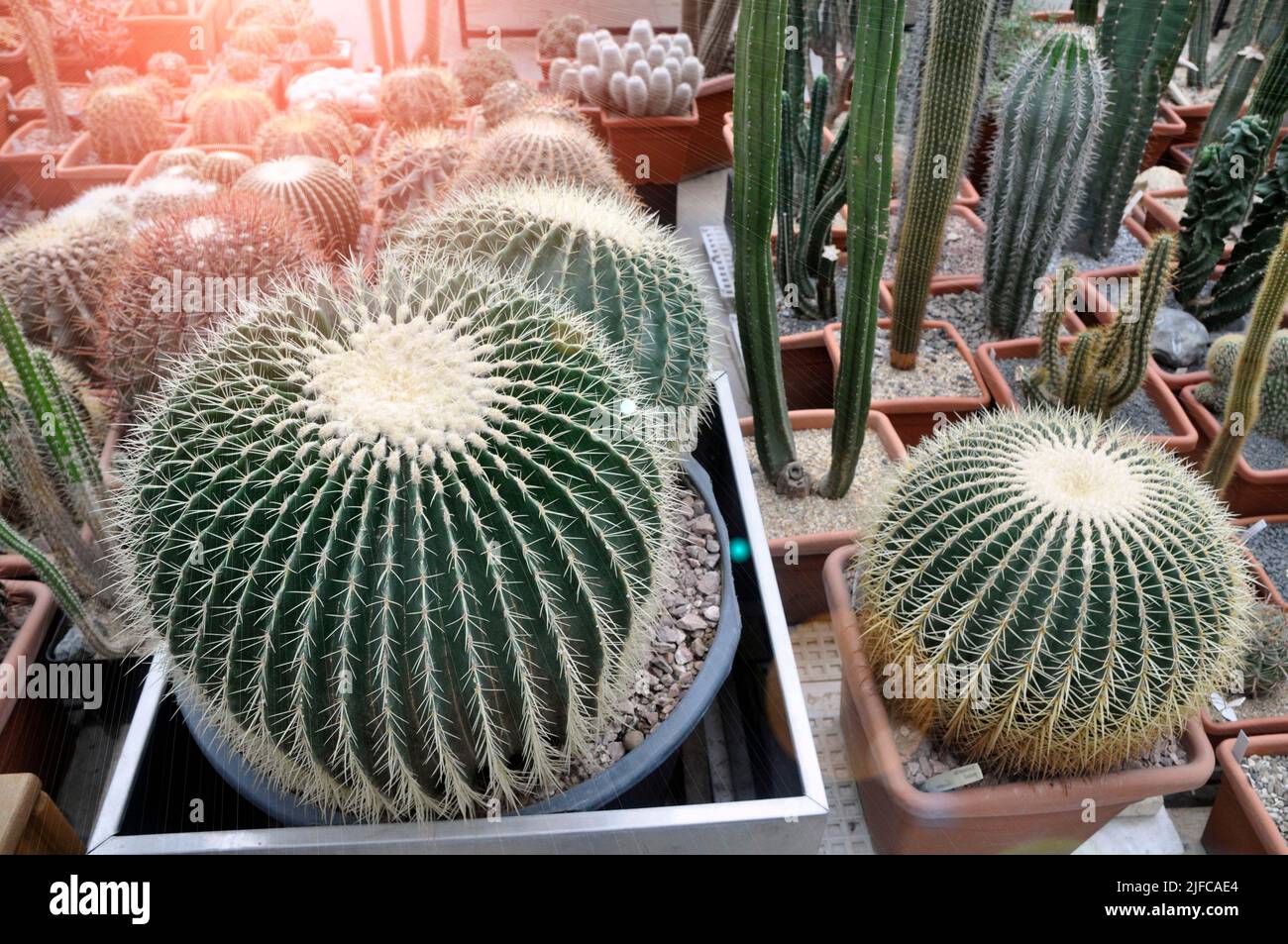 Cactus greenhouse. Cacti in pots. Cultivation of cacti Stock Photo - Alamy