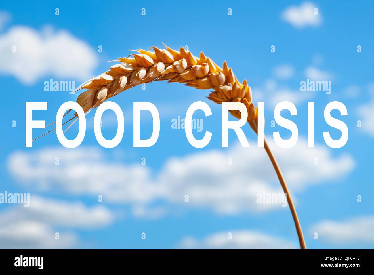 Ukraine wheat hi-res stock photography and images - Alamy