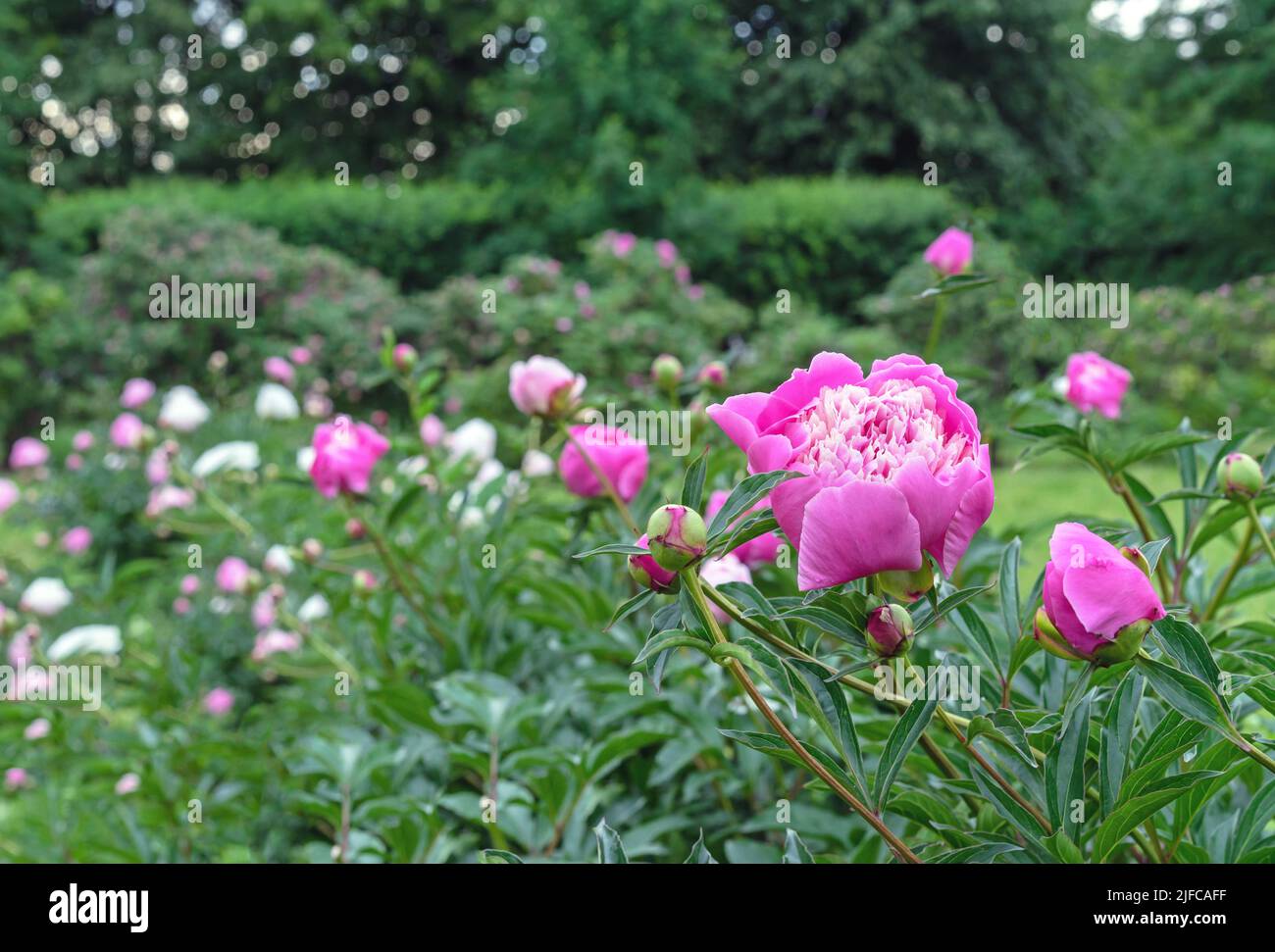 Pink peonies blooming in the summer garden. Fragrant pink peonies Stock ...