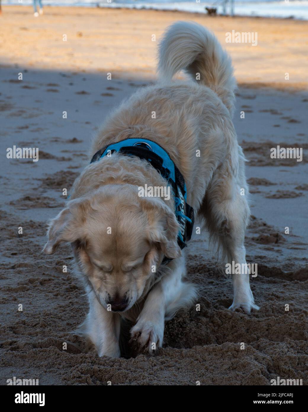 Golden retriever digging hi-res stock photography and images - Alamy