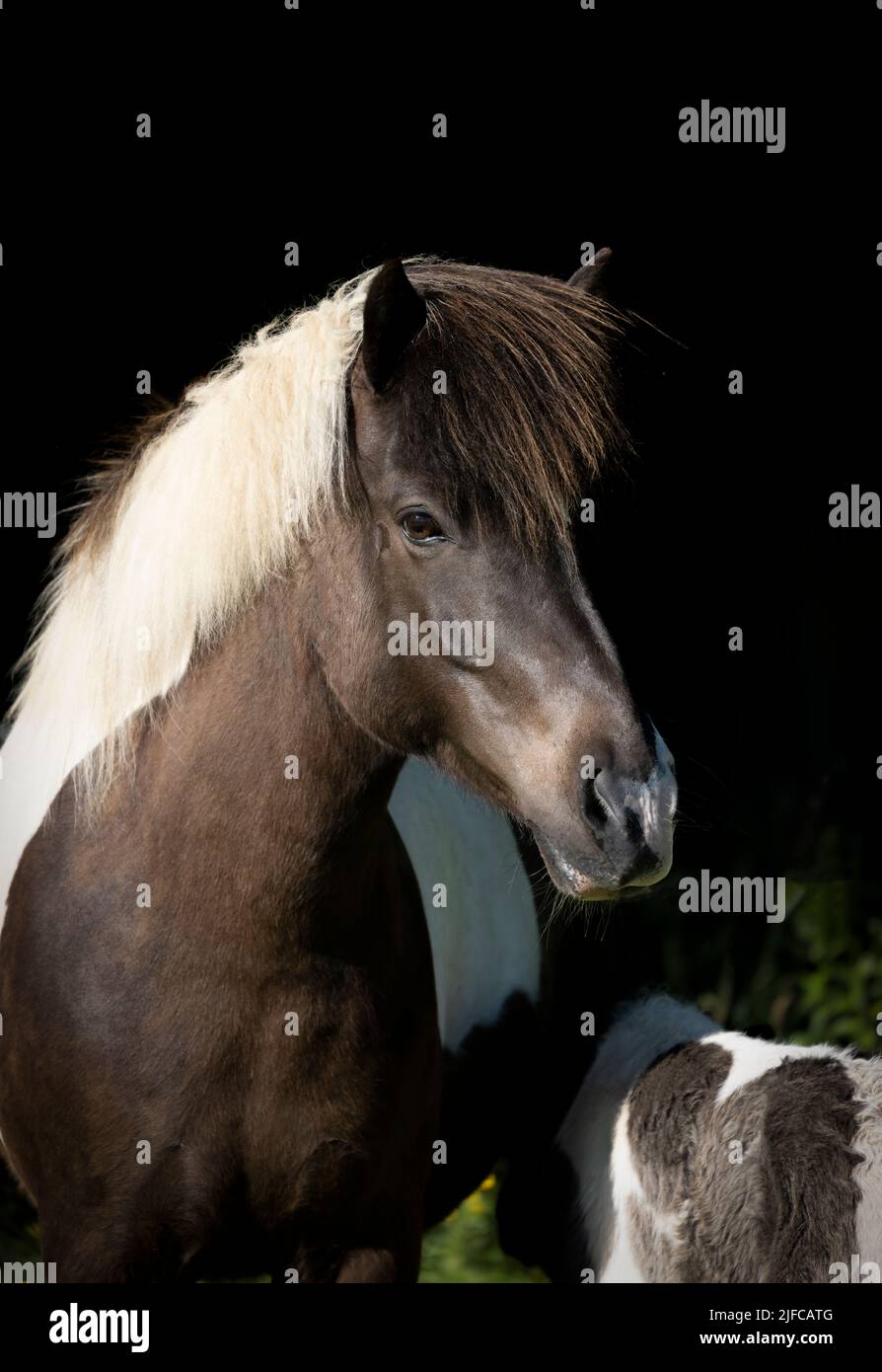 Beautiful pinto Icelandic horse mare Stock Photo - Alamy