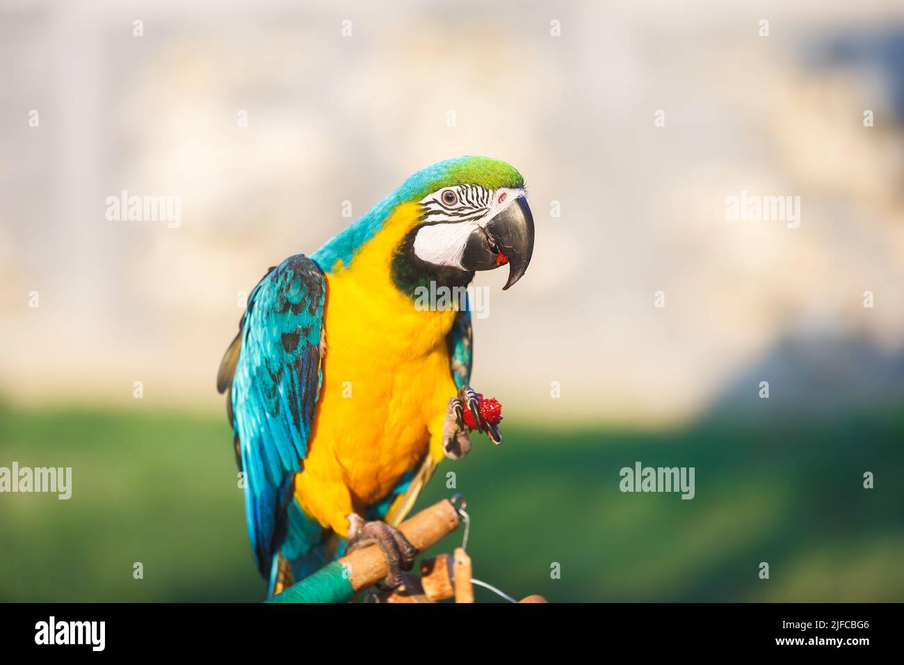 Harlequin Macaw Baby