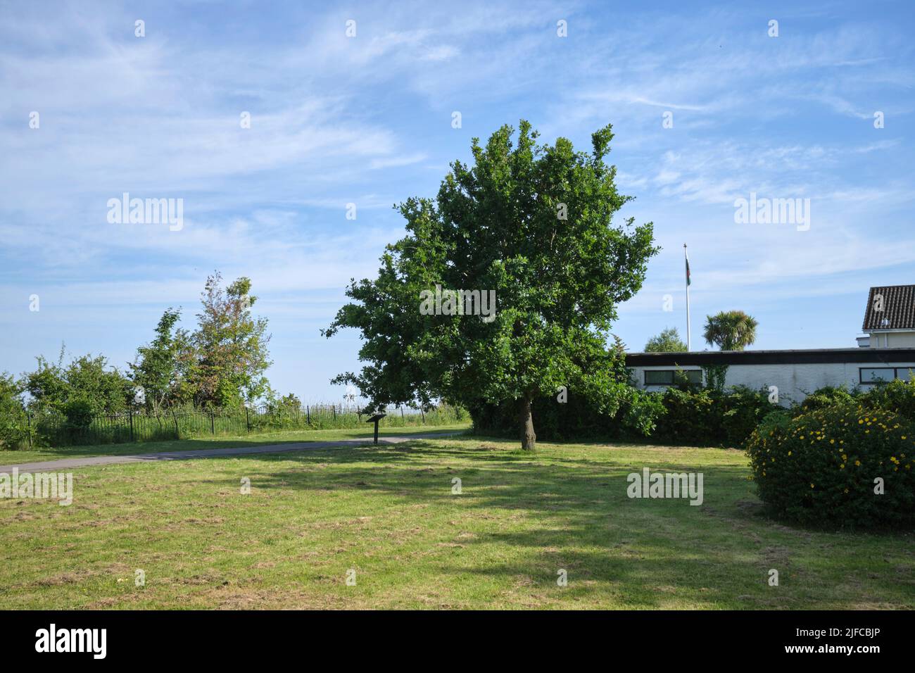 The 'Sisley' Tree on Cliff Walk in Penarth South Wales UK - reputedly ...