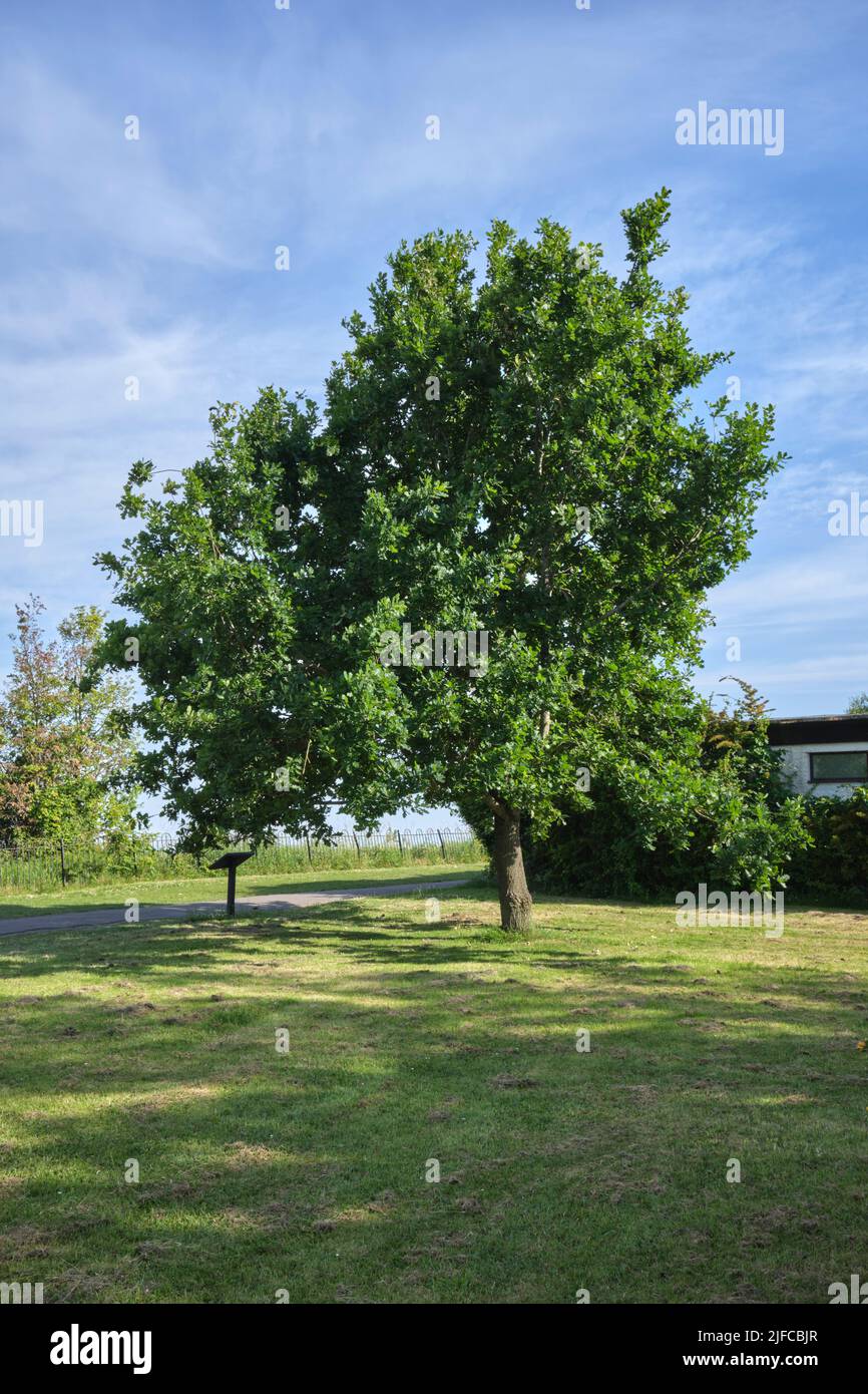 The 'Sisley' Tree on Cliff Walk in Penarth South Wales UK - reputedly ...