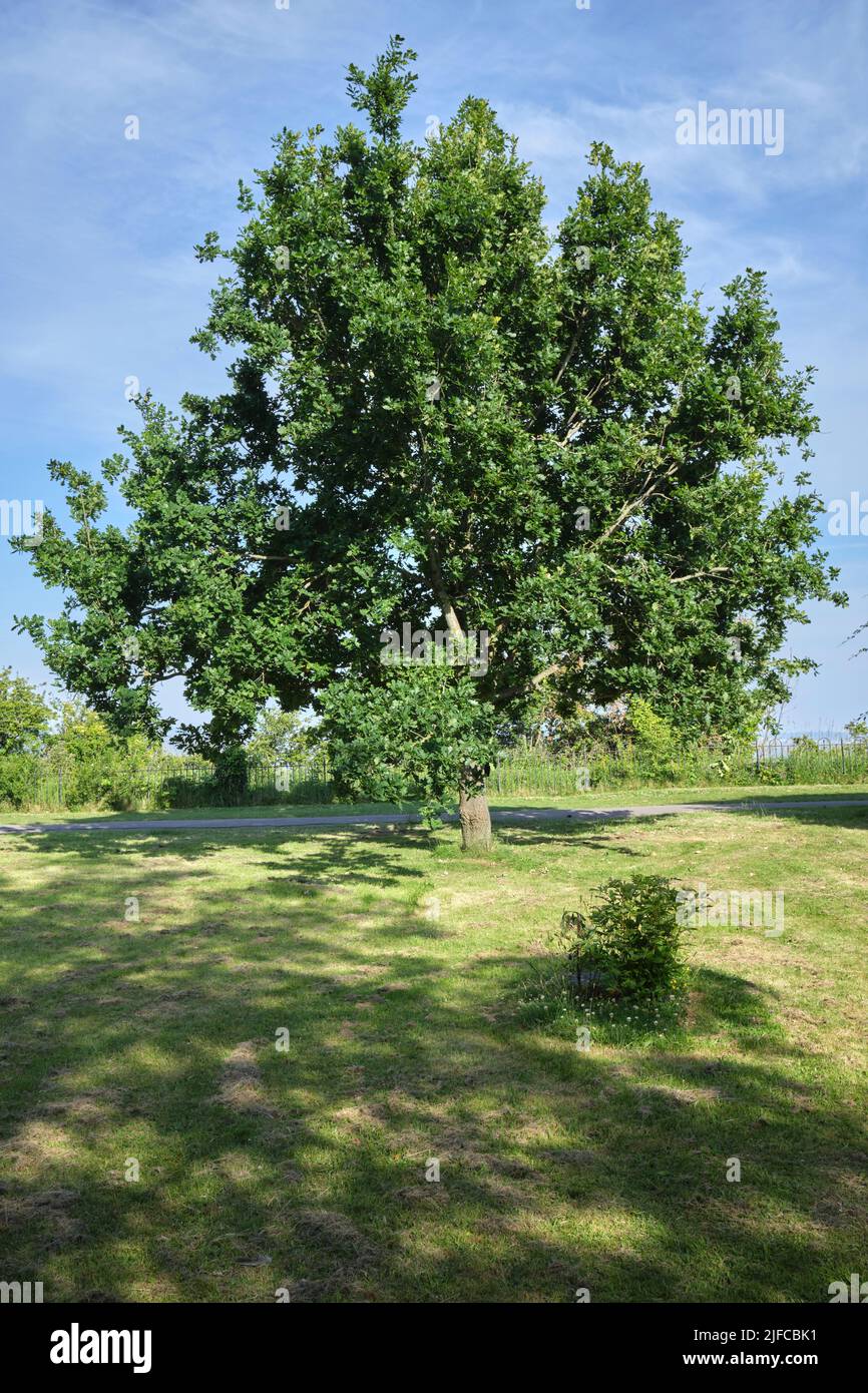 The 'Sisley' Tree on Cliff Walk in Penarth South Wales UK - reputedly ...