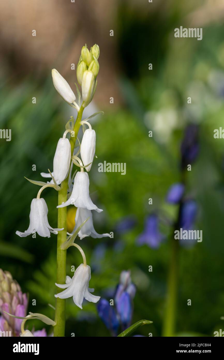 Close up of a white Spanish bluebell (hyacinthoides hispanica) flower ...